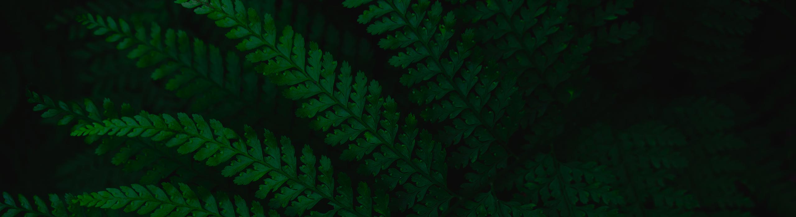 Contacter Beuch’ Art Conception - Designer Paysagiste à Segré