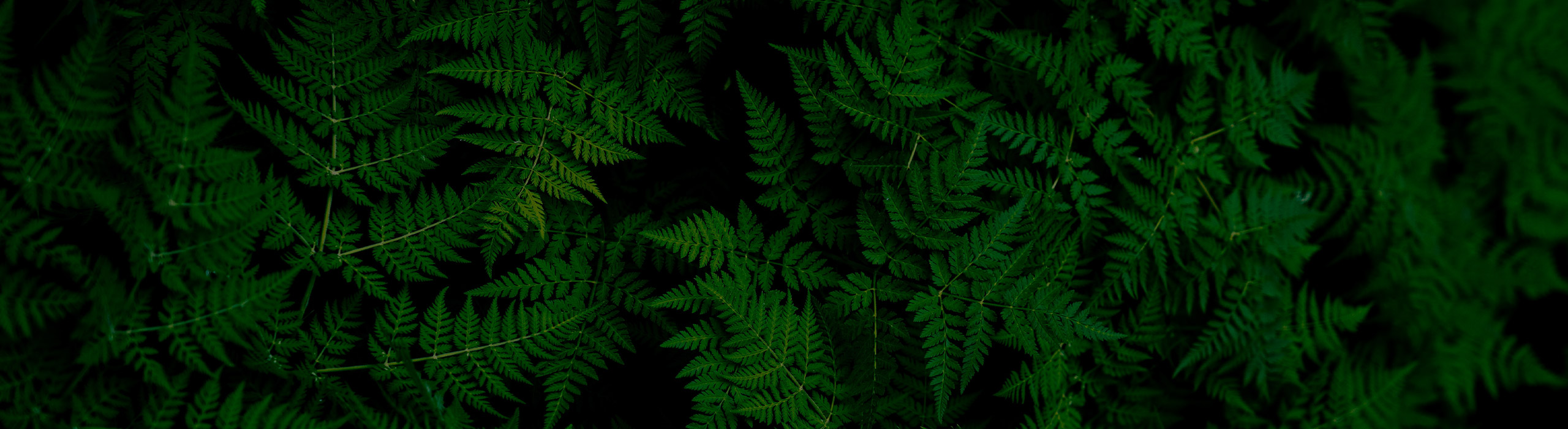 Réalisations et conceptions 3D de jardins - Beuch’ Art Conception